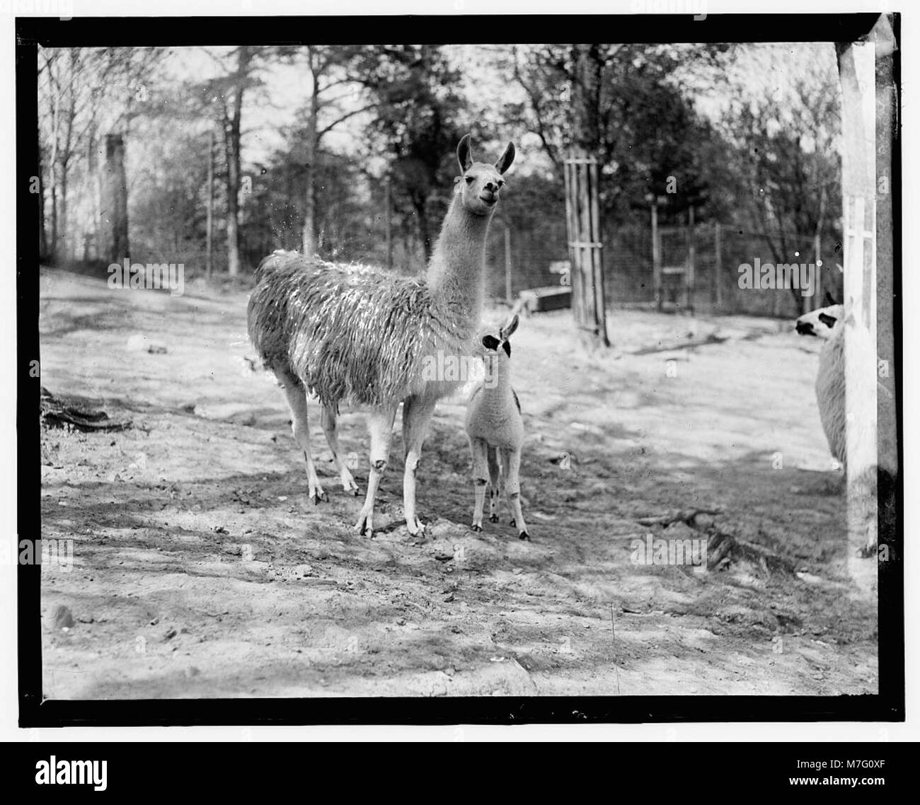 An image of a llama at a zoo, part of a collection showcasing different ...
