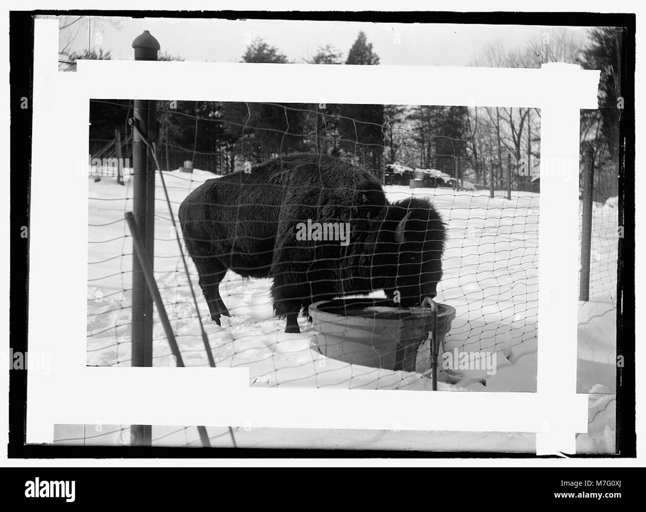 A photograph of buffalo at a zoo, showcasing these large animals in a ...