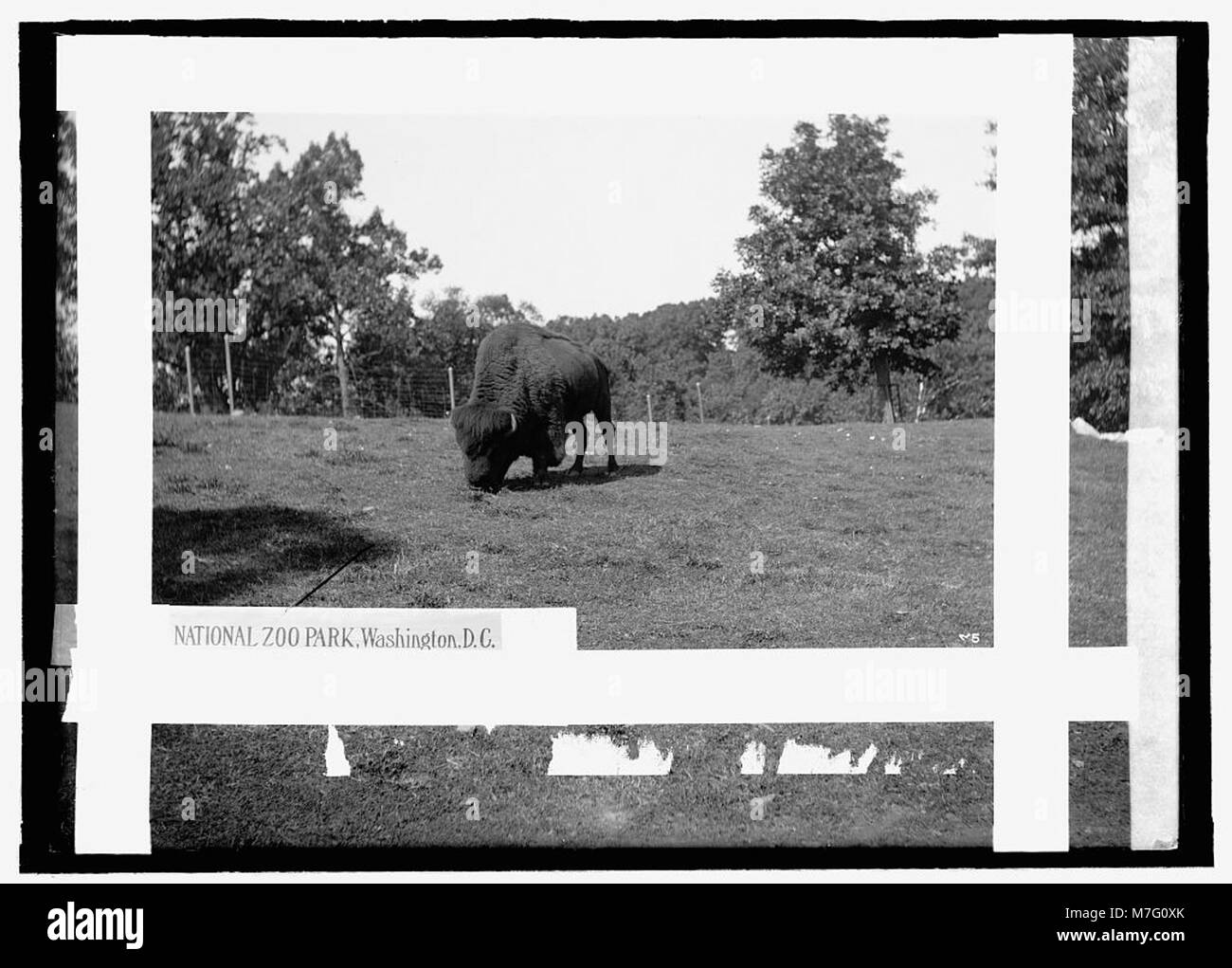A photograph of buffalo in a zoo, providing a glimpse of these iconic ...