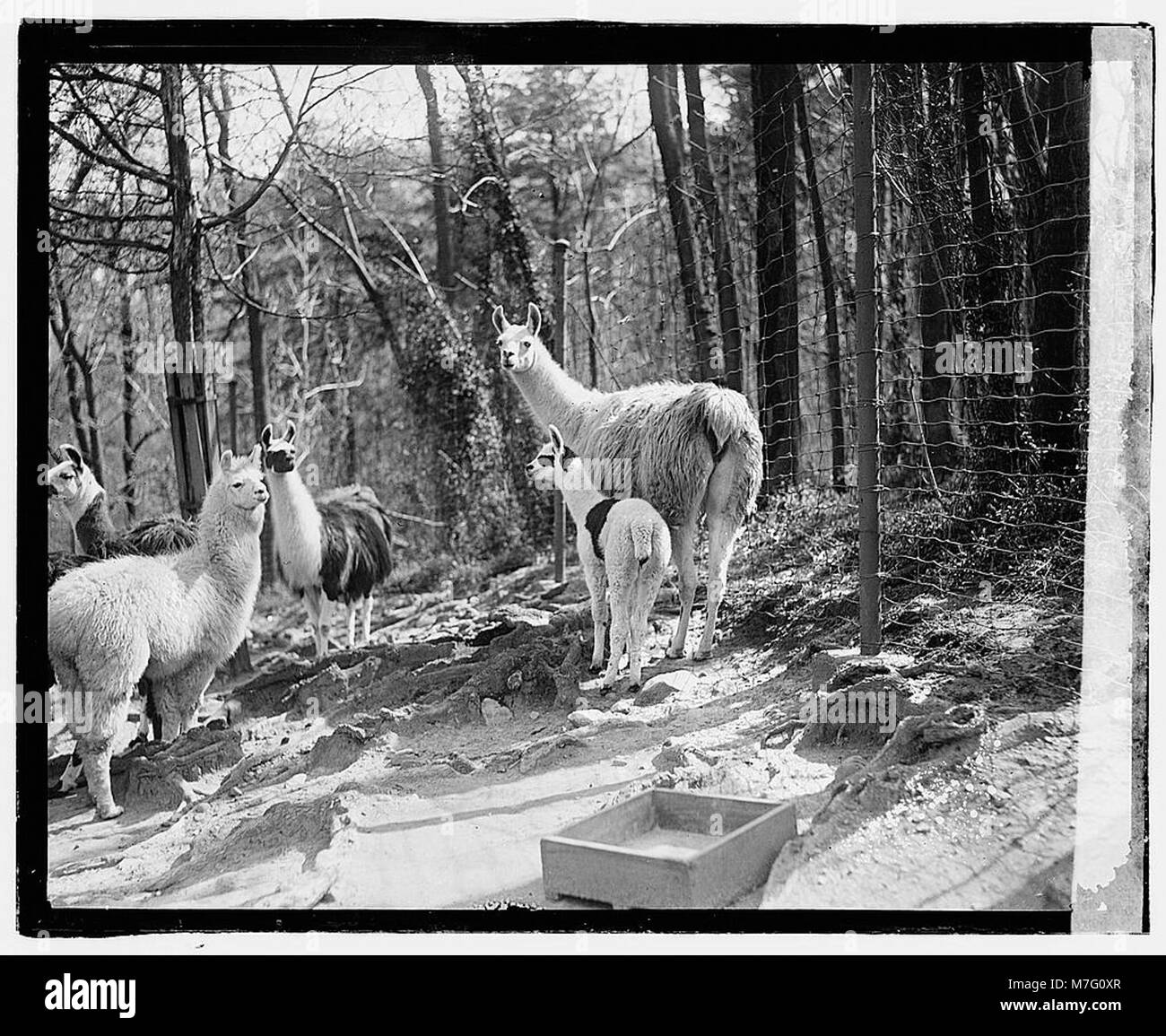 A photograph of a llama at the zoo, showcasing its distinctive features ...