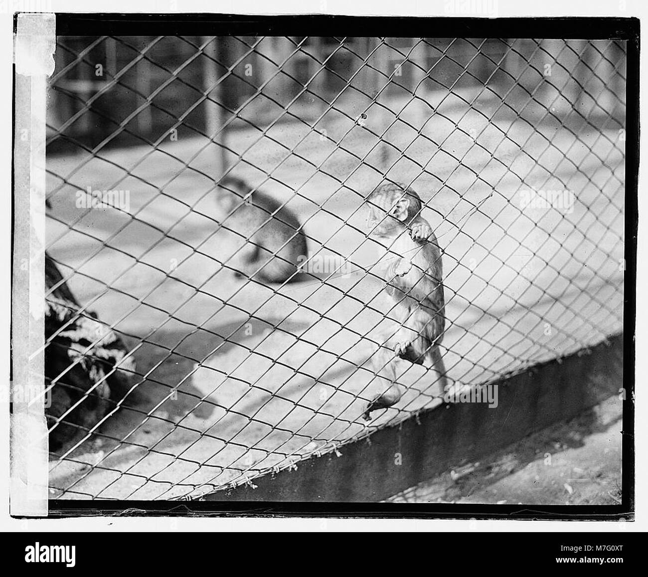 Animals zoo natural setting hi-res stock photography and images - Alamy