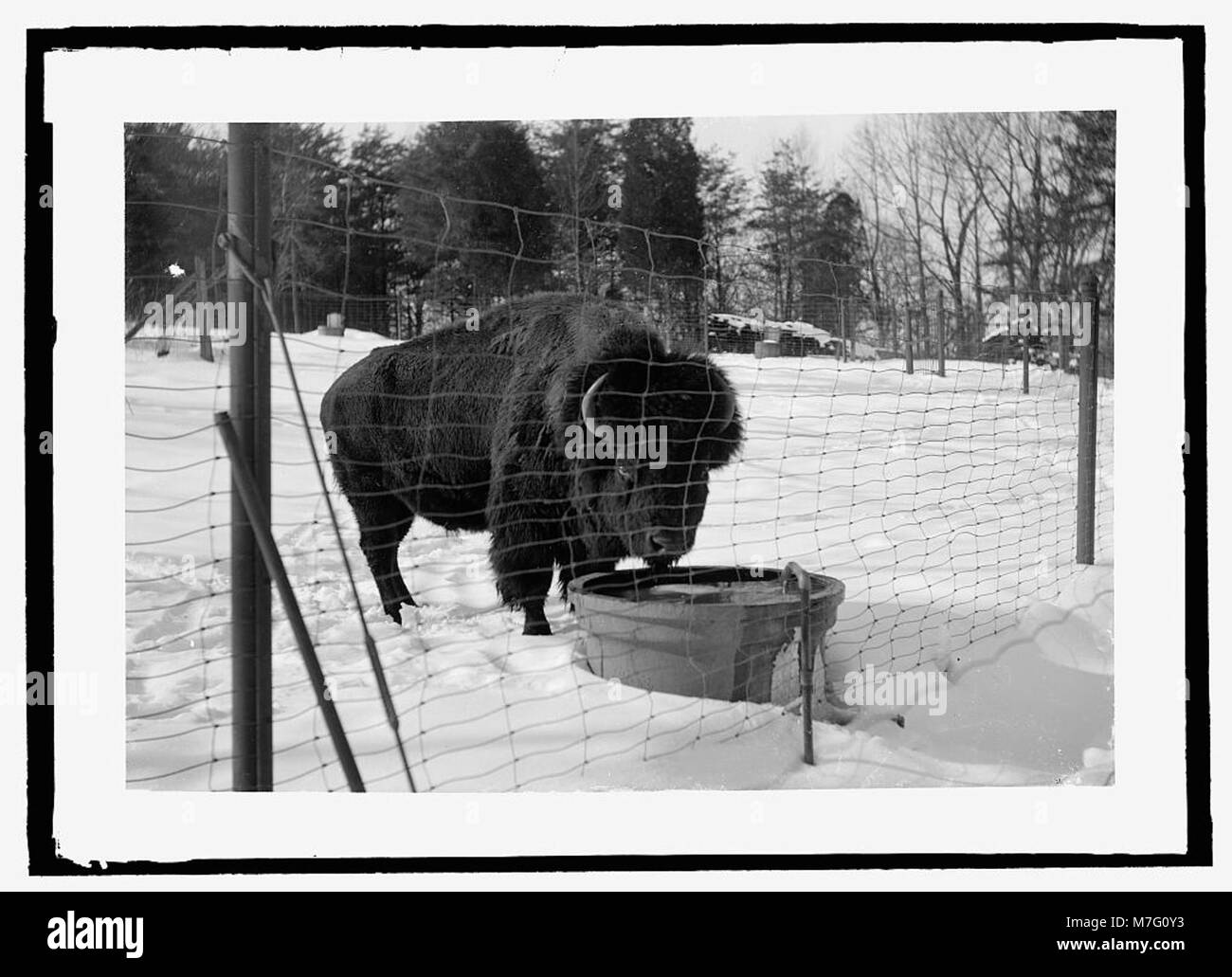 A photograph of buffalo at a zoo park, capturing the majestic animals ...