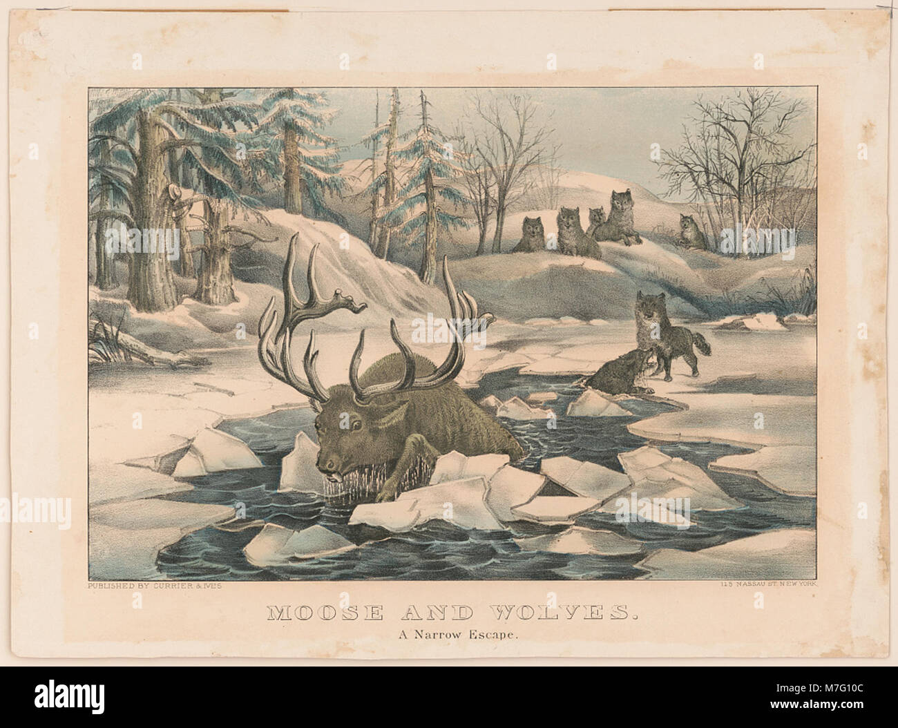 A dramatic scene captured of a moose narrowly escaping from a pack of ...