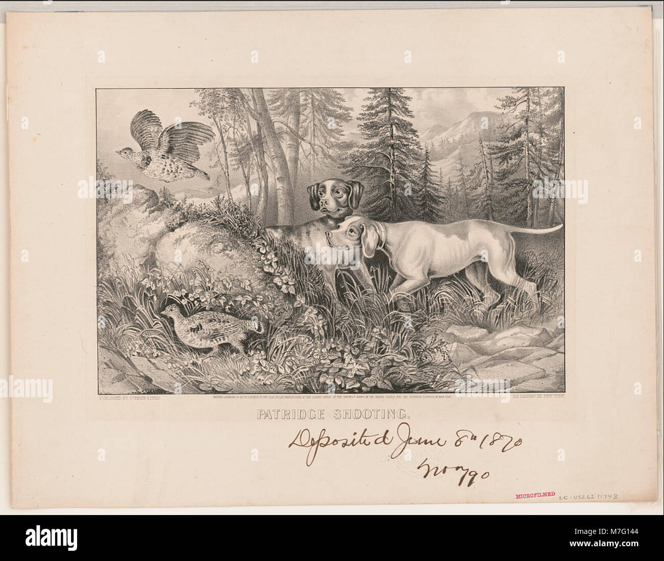 Photograph of a partridge shooting event. LCCN number 2017660414 Stock ...