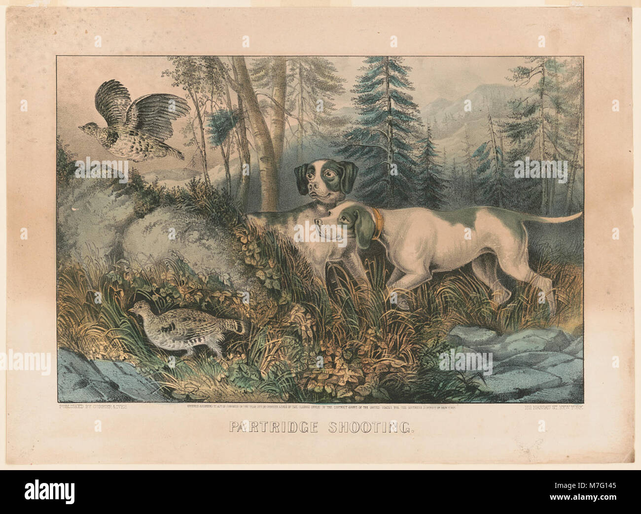 This photograph captures a moment of partridge shooting, a traditional ...