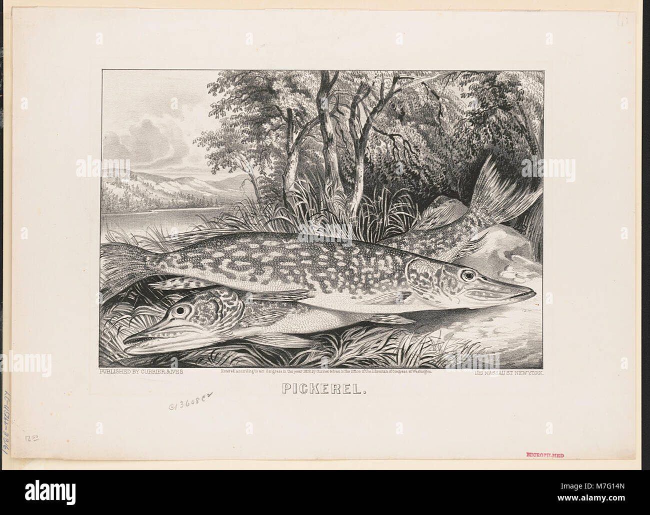 A scientific illustration of a Pickerel, a species of freshwater fish ...