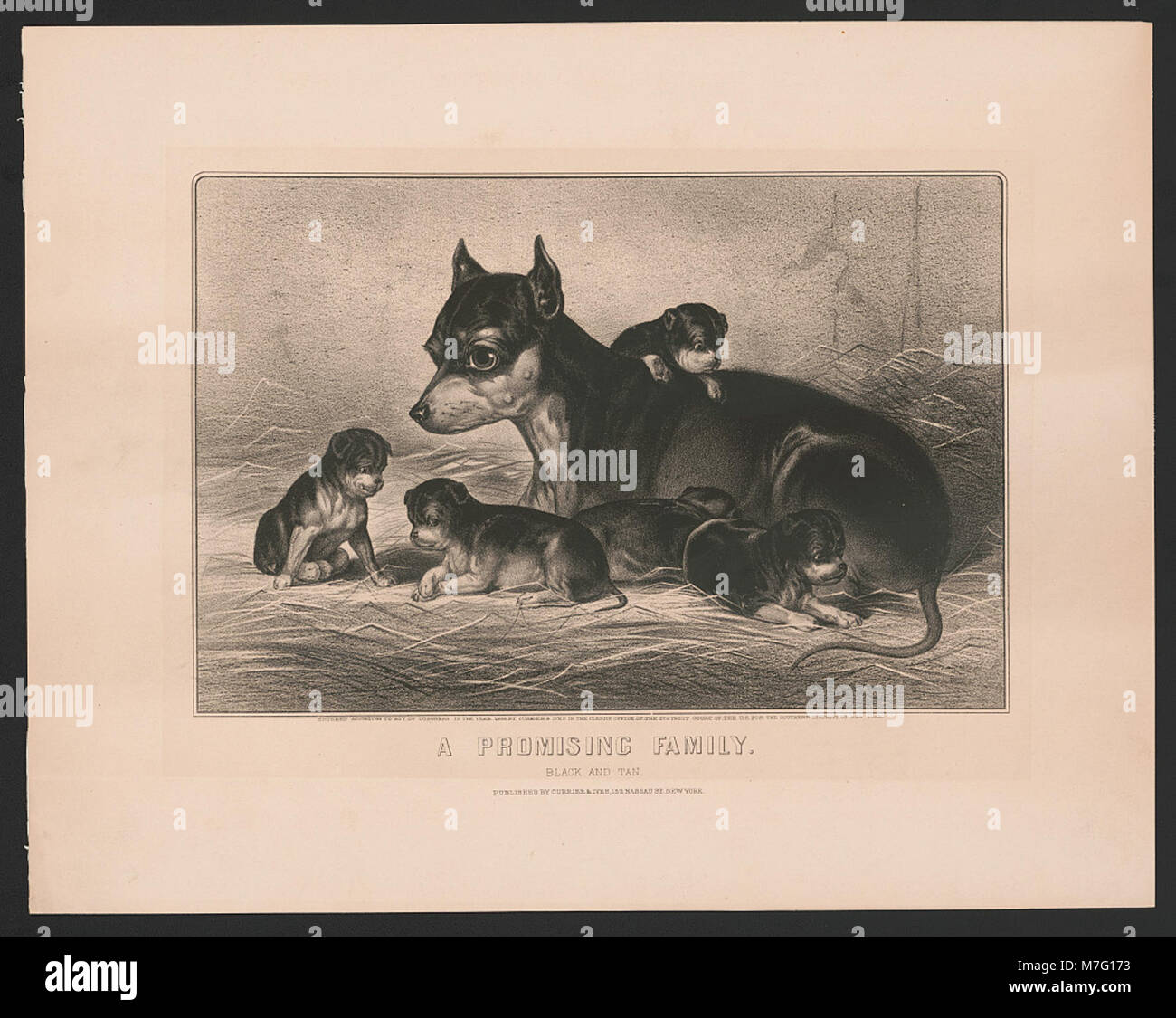 A photograph of a black and tan dog, representing a family pet ...