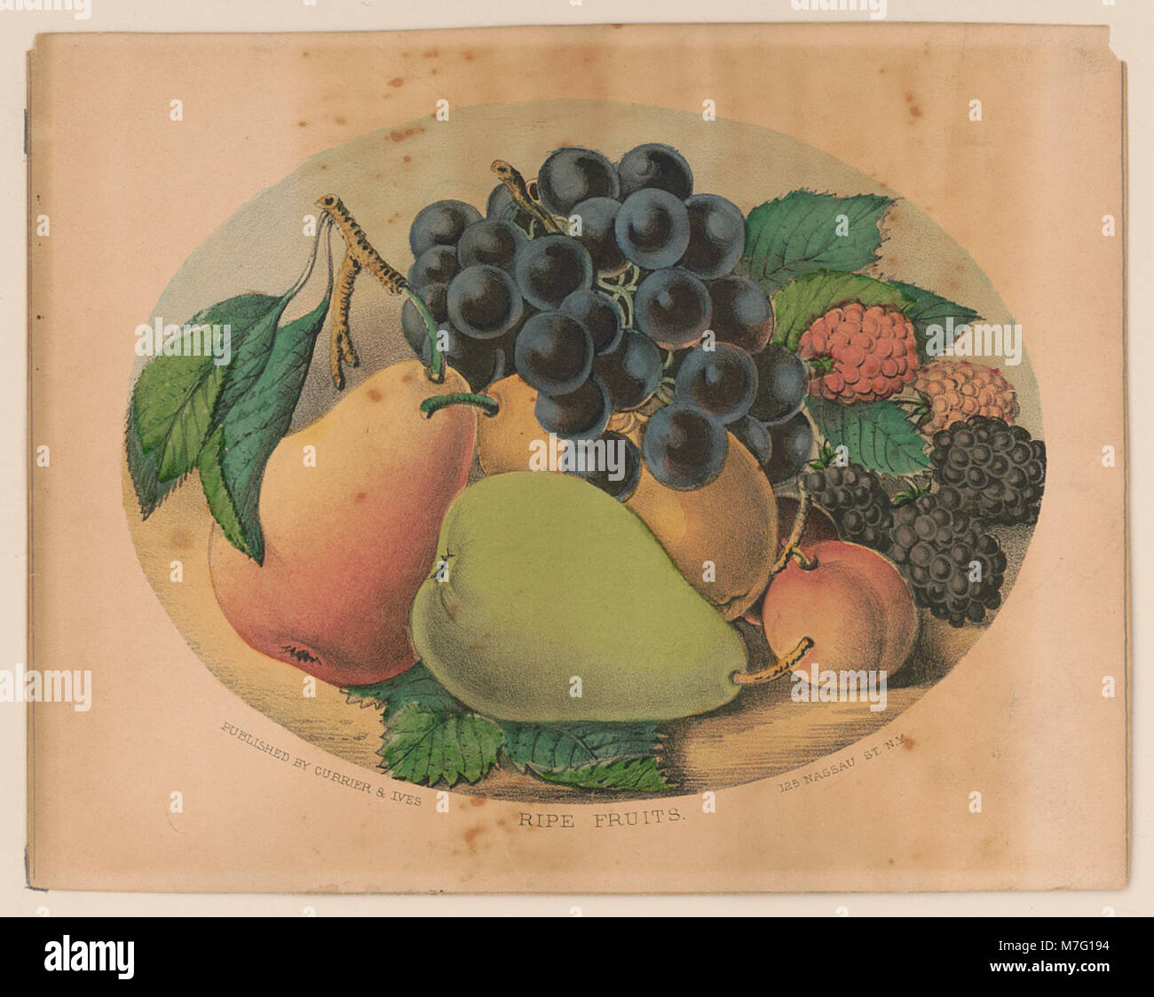 A still life depiction of ripe fruits, highlighting their vibrant ...