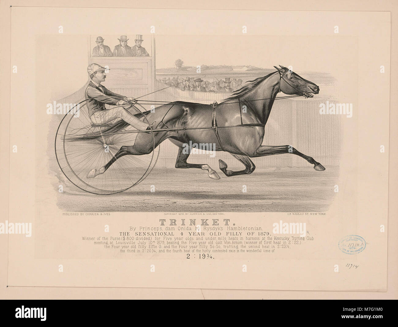 Photograph of Trinket, a horse sired by Princeps with dam Onida ...