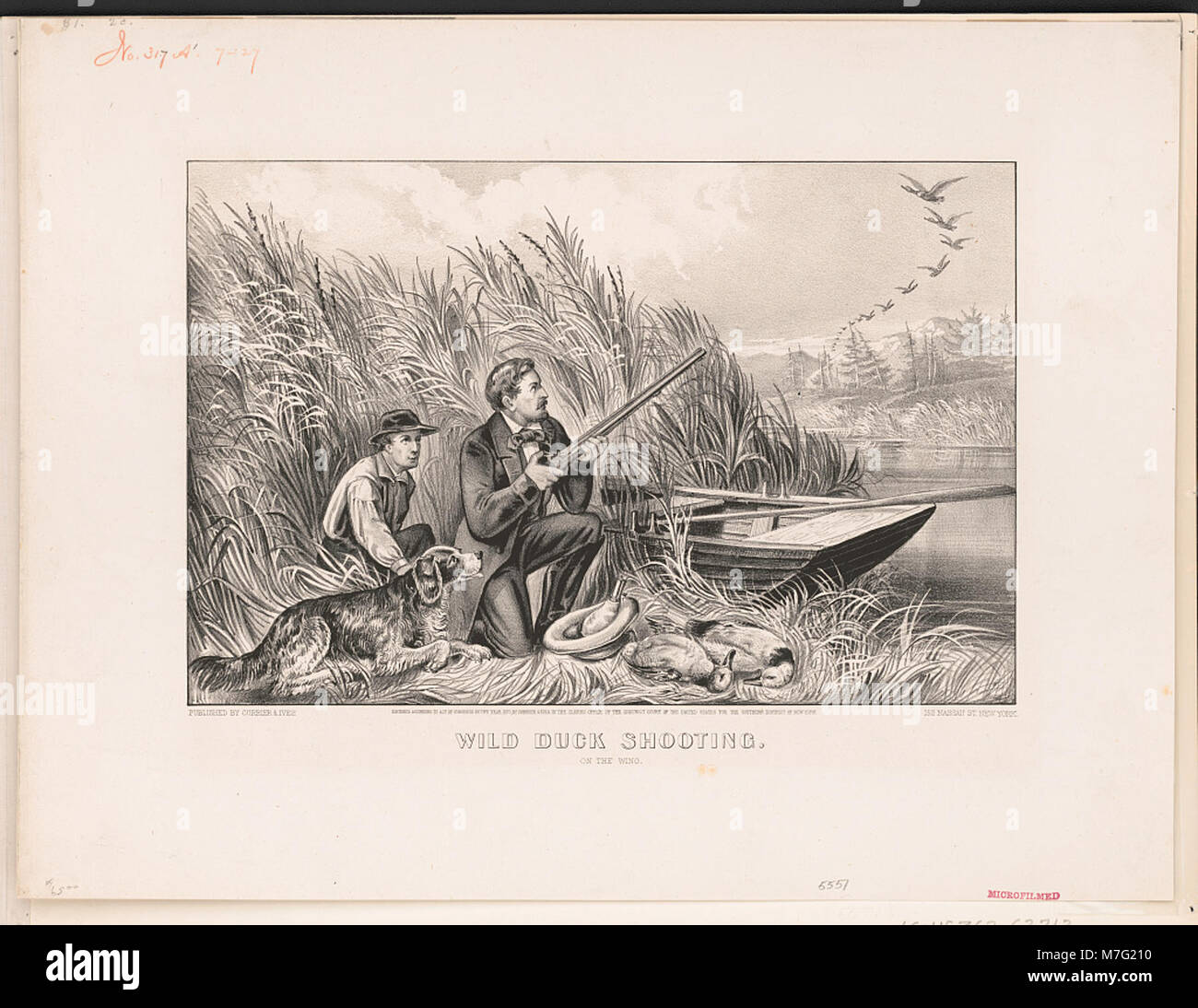 This photograph captures the action of wild duck shooting, showcasing ...