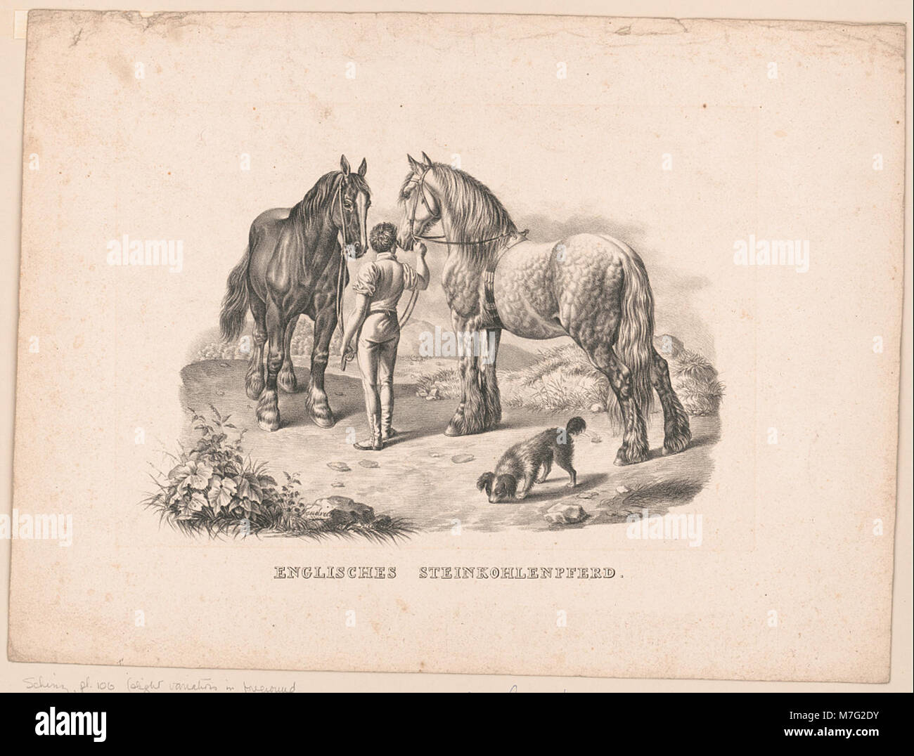 Mining animals role hi-res stock photography and images - Alamy