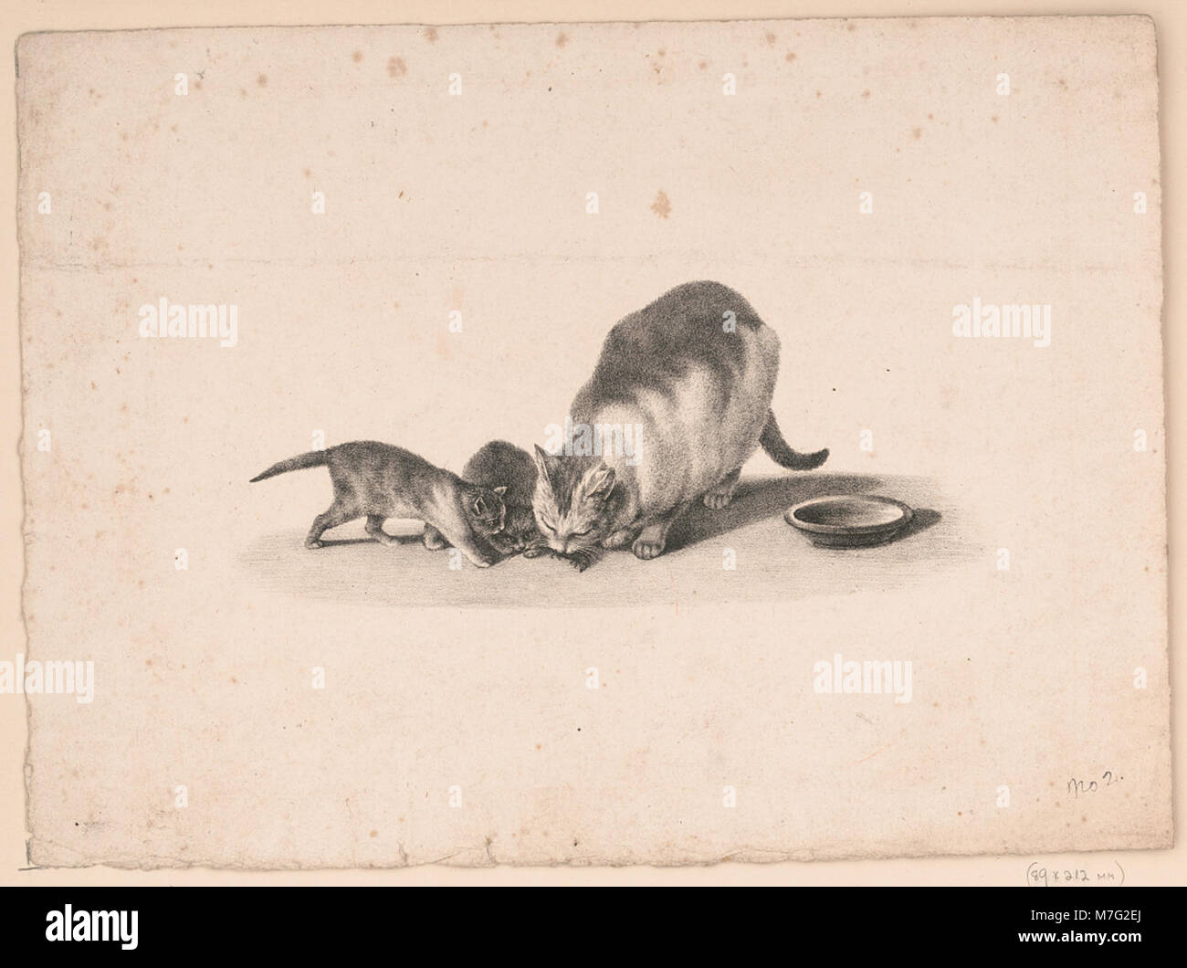 This image depicts a cat with two kittens. The cats are likely captured ...