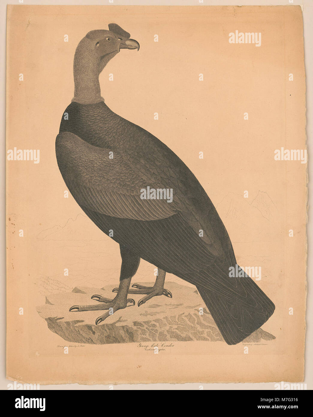 A photograph of a young male condor, Cathartes gryphus, showcasing this ...