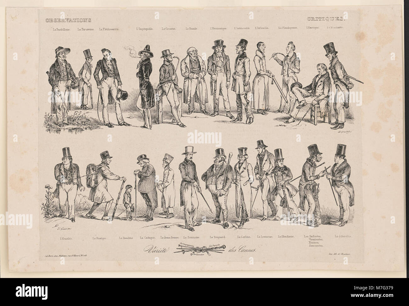 A photograph showcasing different types of sugar cane, highlighting the ...