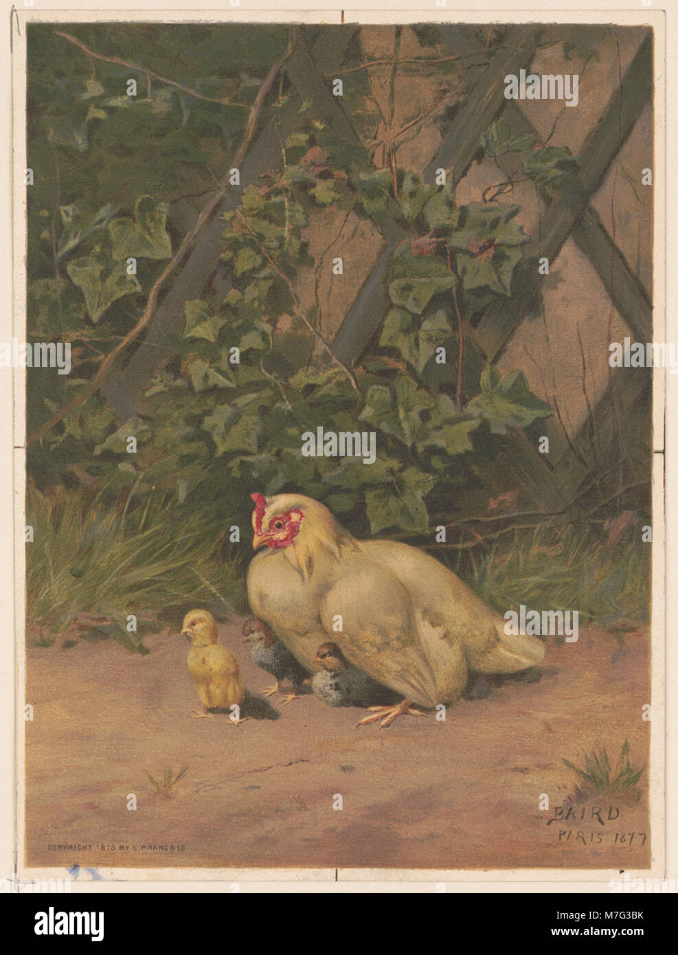 An image of chickens, number 1 in a series. This photo captures their ...