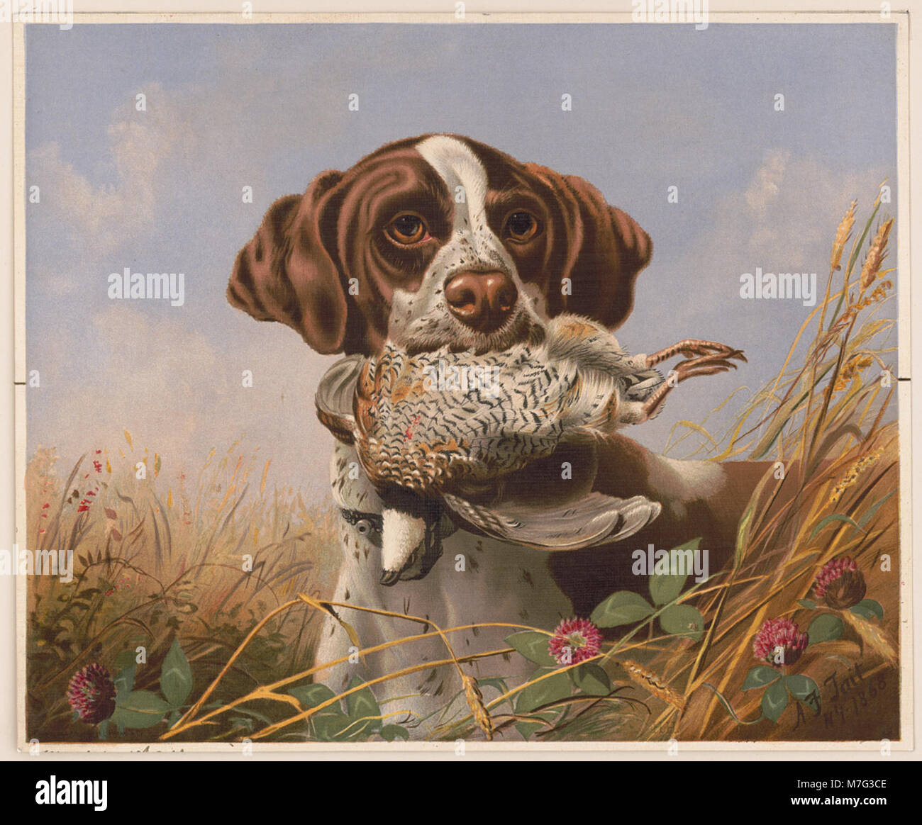 Dog behavior capture hi-res stock photography and images - Alamy