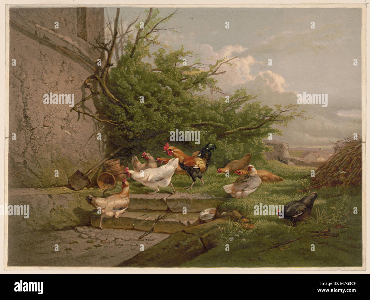A poultry yard scene captures a typical farmyard environment ...