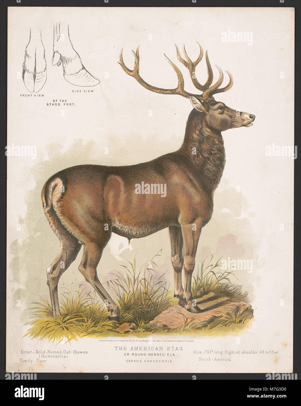 A depiction of the American stag, also known as the round-horned elk ...
