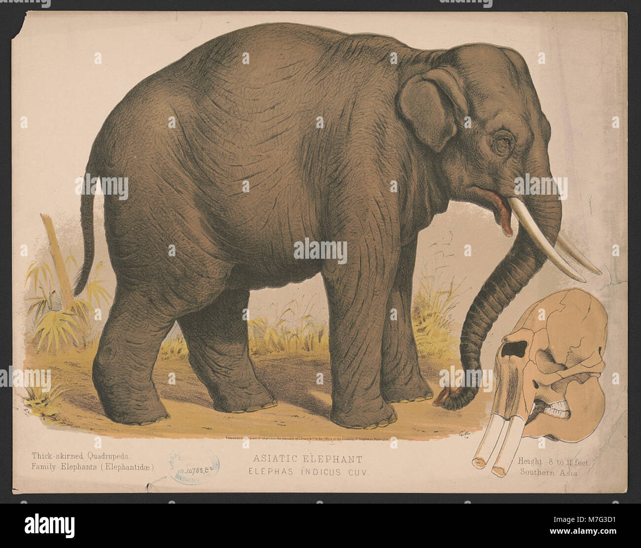 The Asiatic elephant (Elephas indicus), a species native to South and ...