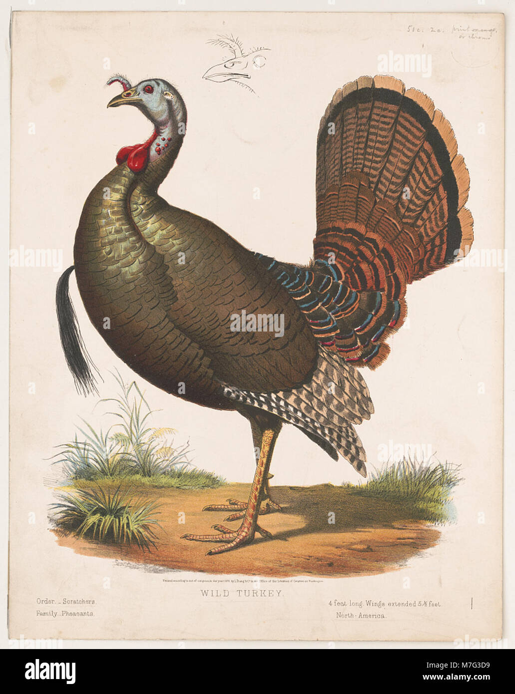 A wild turkey is captured in this photograph, showcasing the bird's ...