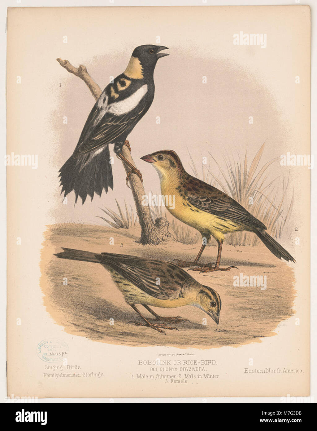 Female bobolink hi-res stock photography and images - Alamy