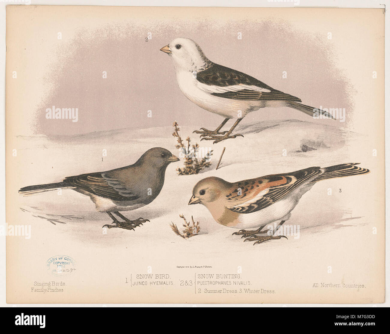 This image shows three species of birds: the snow bird (Junco hyemalis ...