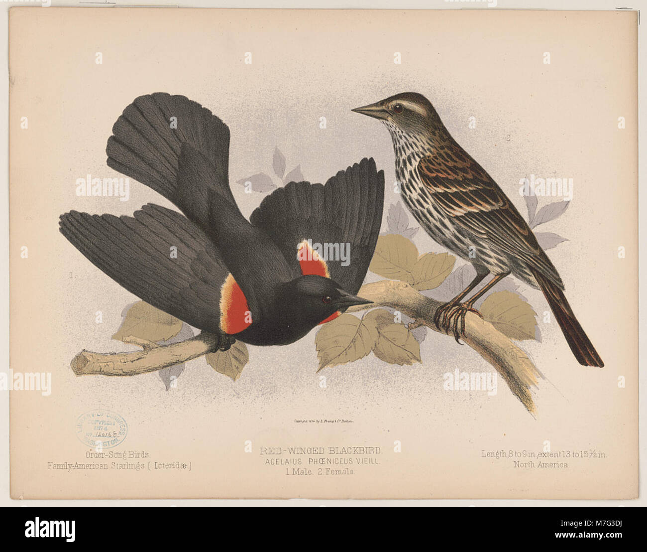 The red-winged blackbird, Agelaius phoeniceus, is a common North ...