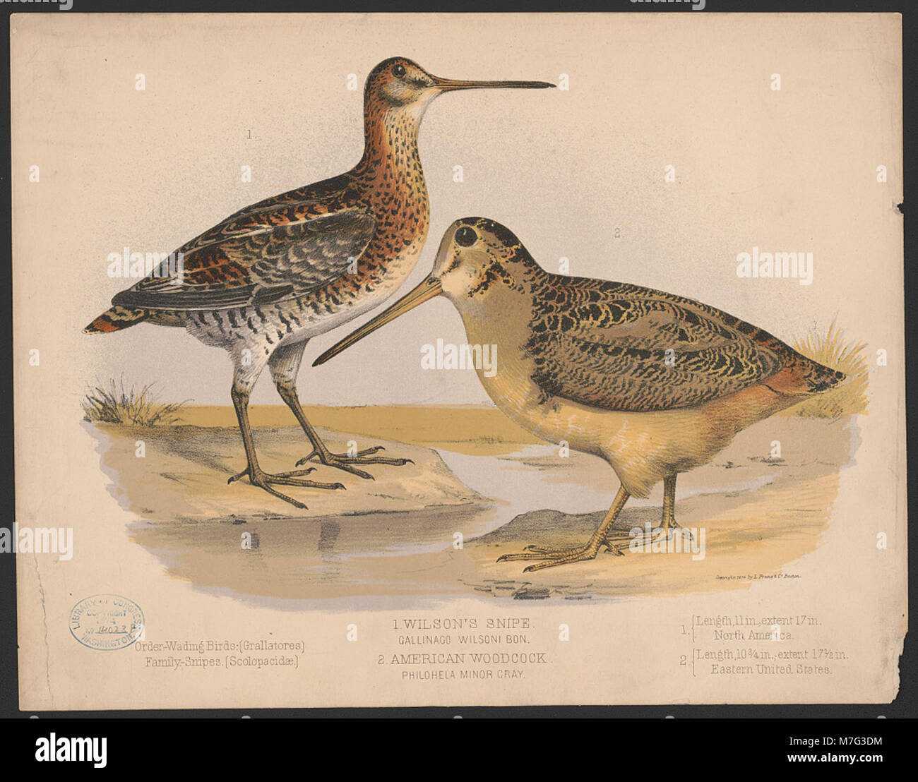 Two snipe birds hi-res stock photography and images - Alamy