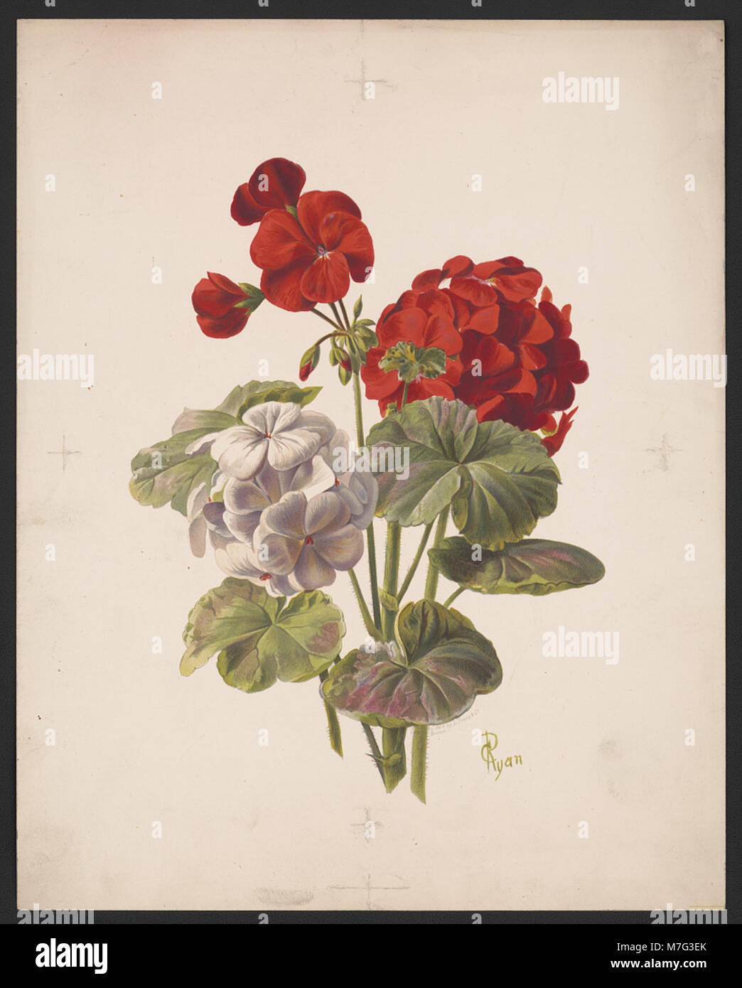 A botanical study of a geranium, labeled as Geranium No. 5 by C. Ryan ...