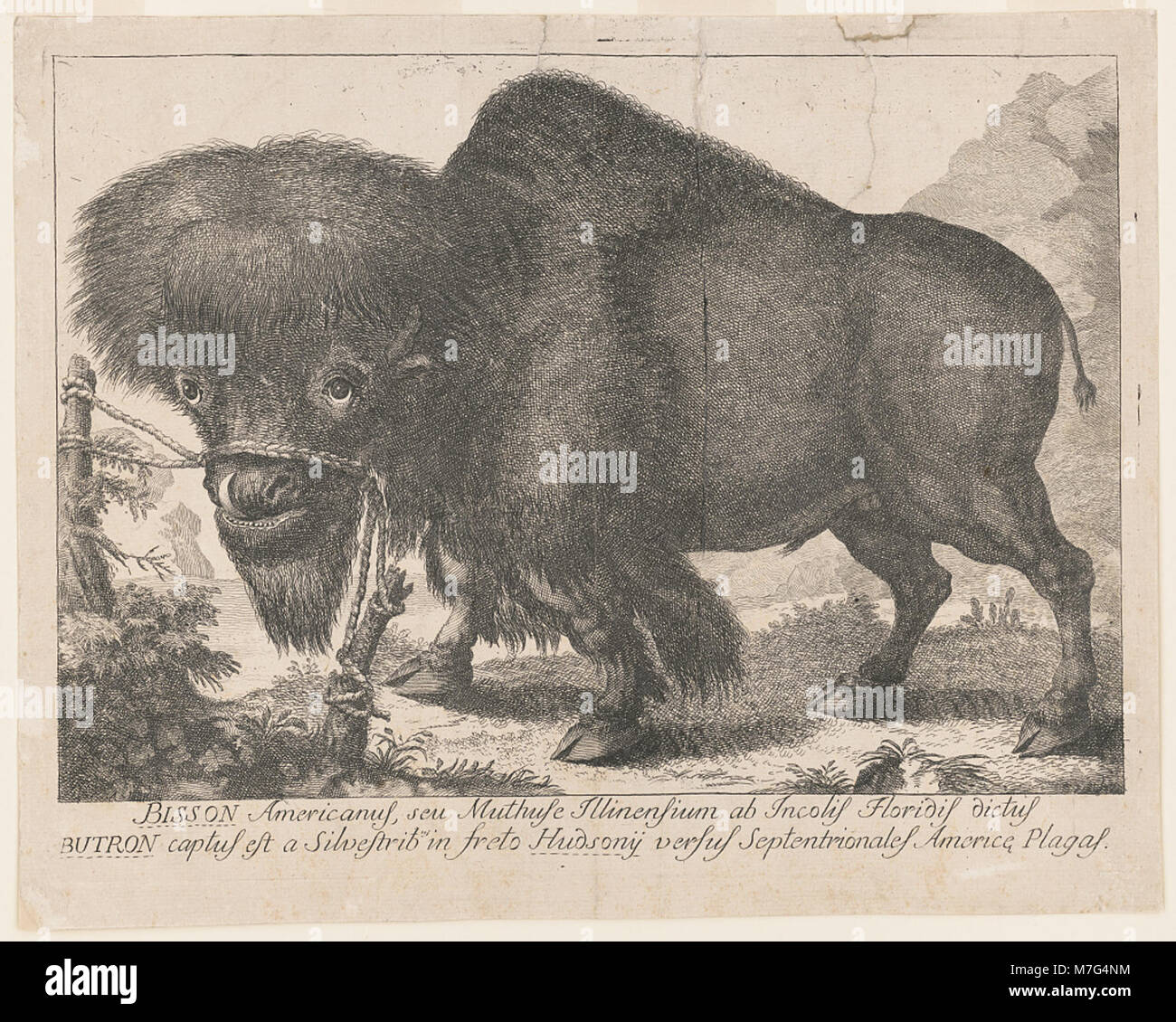 Bisson Americanus, also known as 'Muthuse Illinensium' by the Florida ...