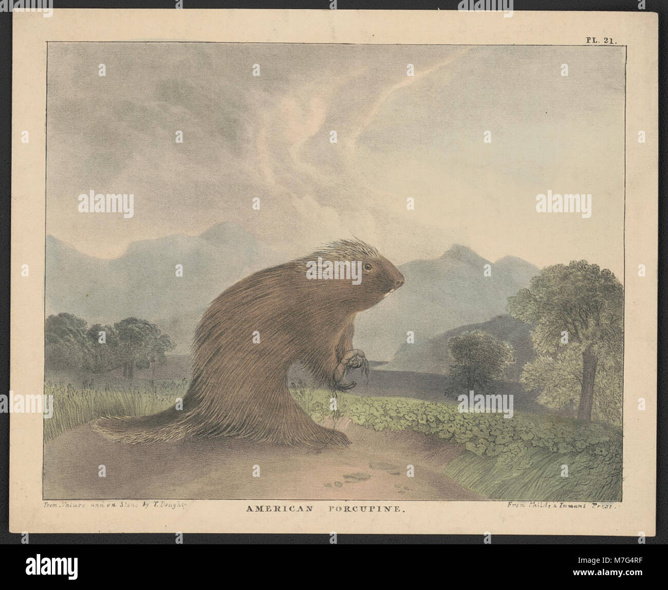 The image shows an American porcupine, a rodent native to North America ...