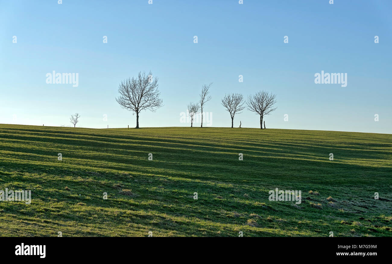 A row of silhouetted small trees Stock Photo - Alamy