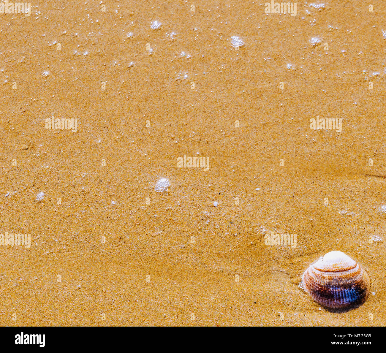natural sea shell lying on the sandy beach, washed by water, sunny day ...