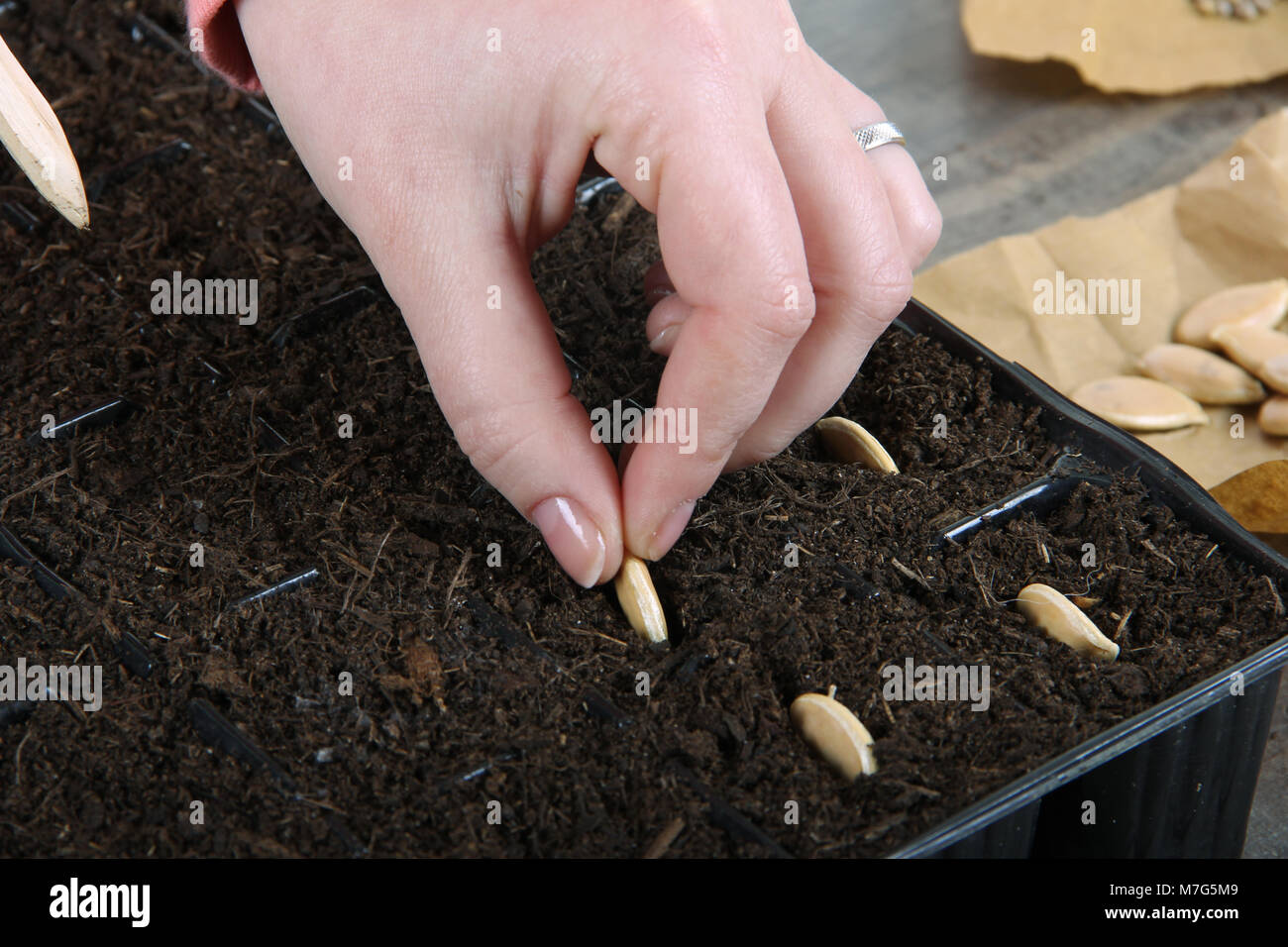 Hands holding tree seeds hi-res stock photography and images - Alamy