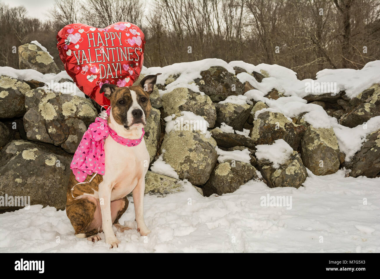 A cute Valentine's Dog Stock Photo - Alamy