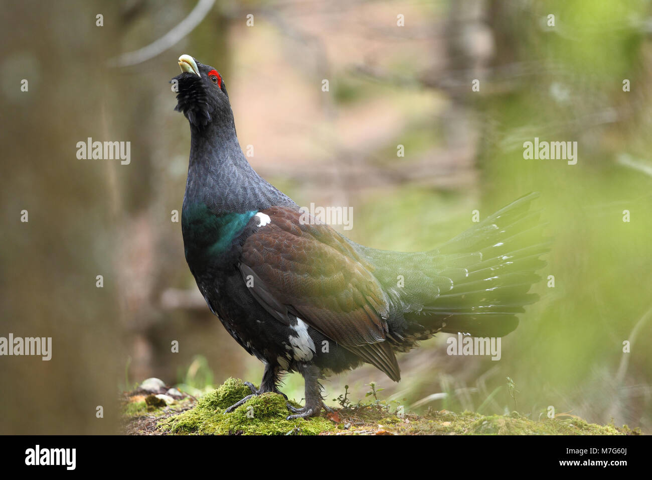 Season mating hi-res stock photography and images - Alamy