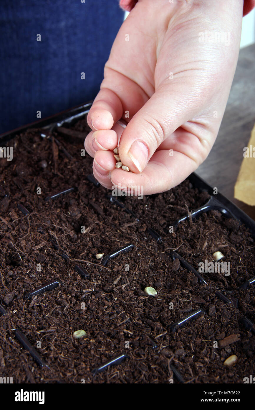 Farmer Sowing Seeds By Hand Stock Photos & Farmer Sowing Seeds By Hand ...