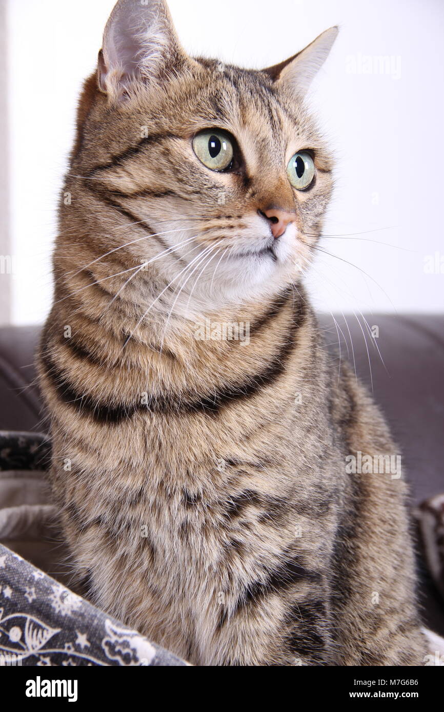 beautiful domestic cat portrait Stock Photo - Alamy
