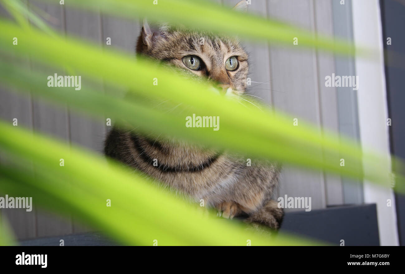 beautiful domestic cat portrait Stock Photo - Alamy