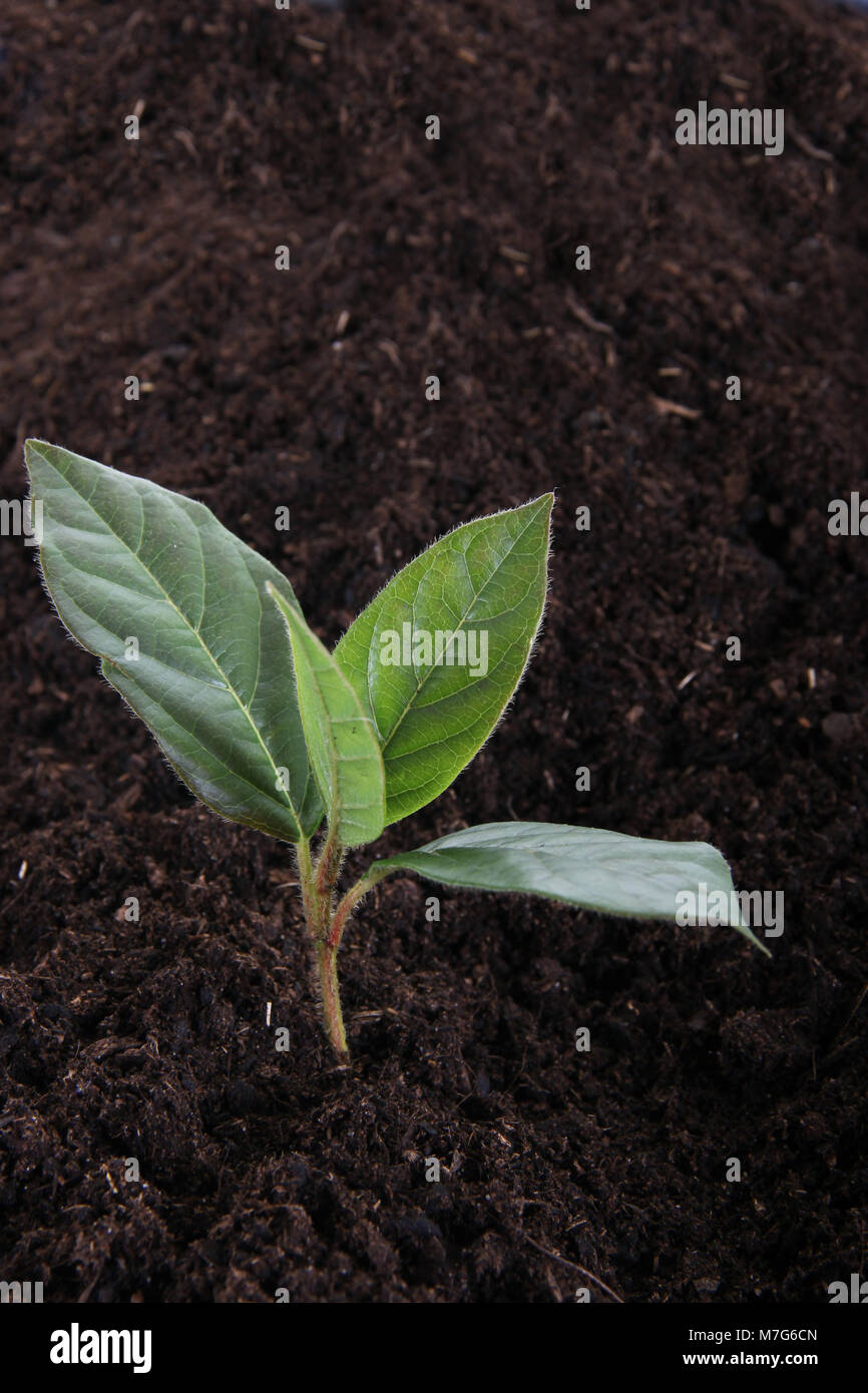 close up of single young tree growing in fertile soil Stock Photo - Alamy