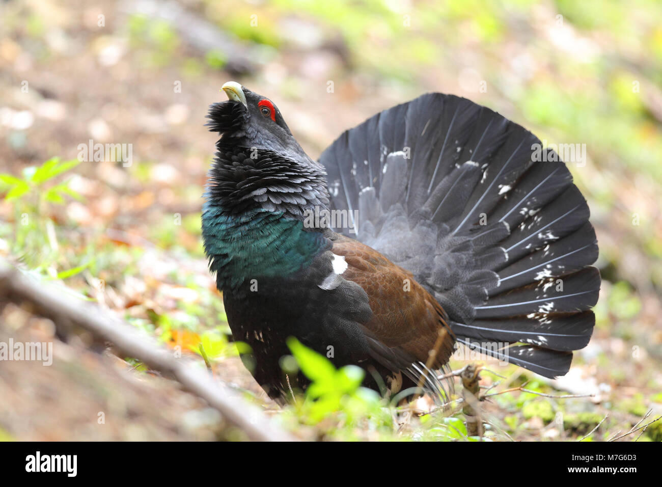 Season mating hi-res stock photography and images - Alamy