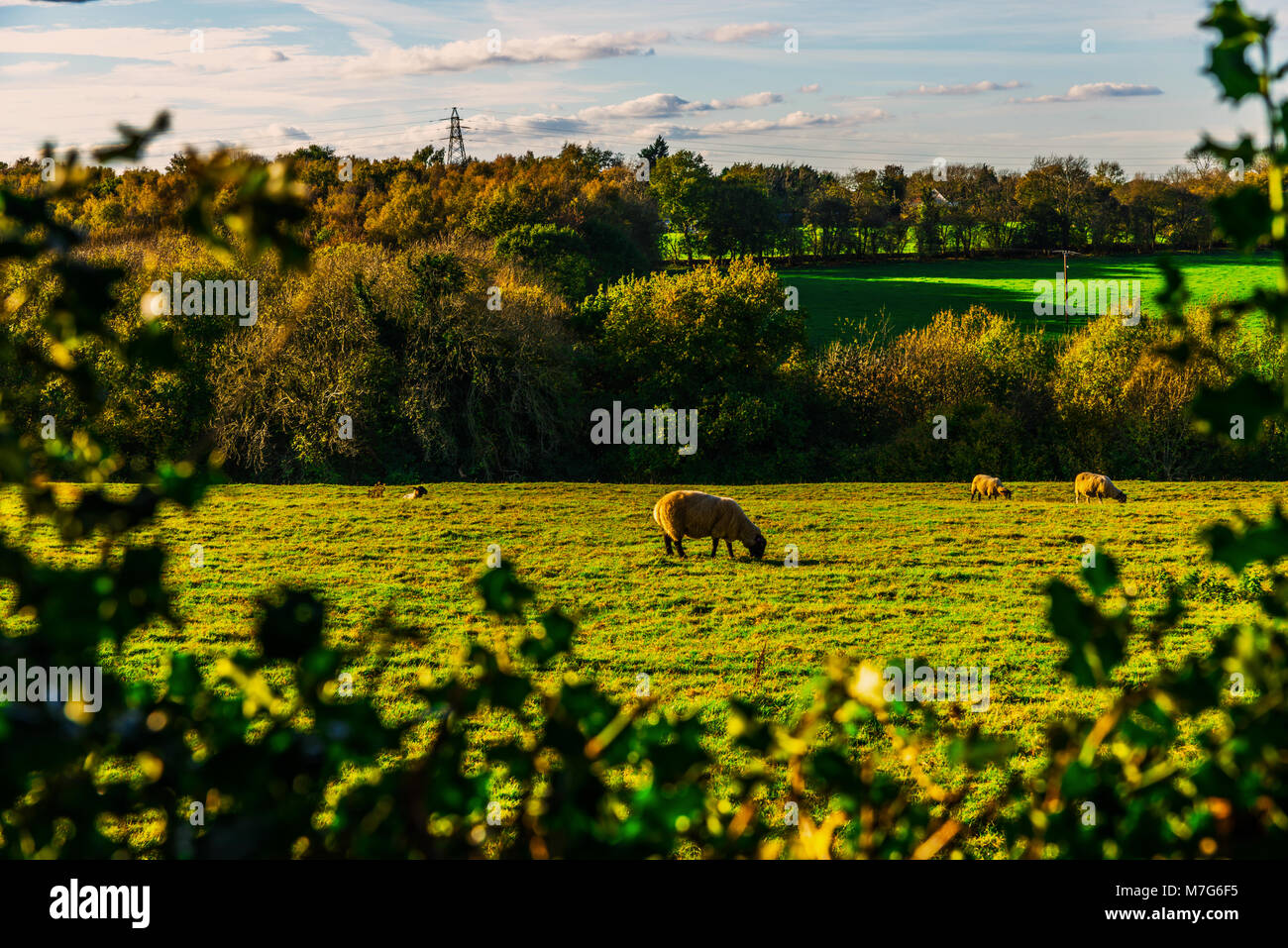 English sheep grazing in a meadow, typical British green pasture on a ...