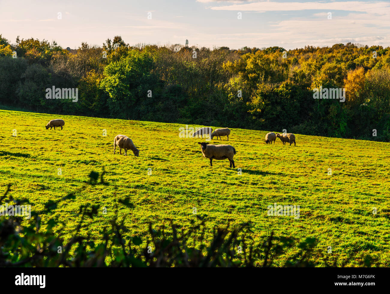 English sheep grazing in a meadow, typical British green pasture on a ...