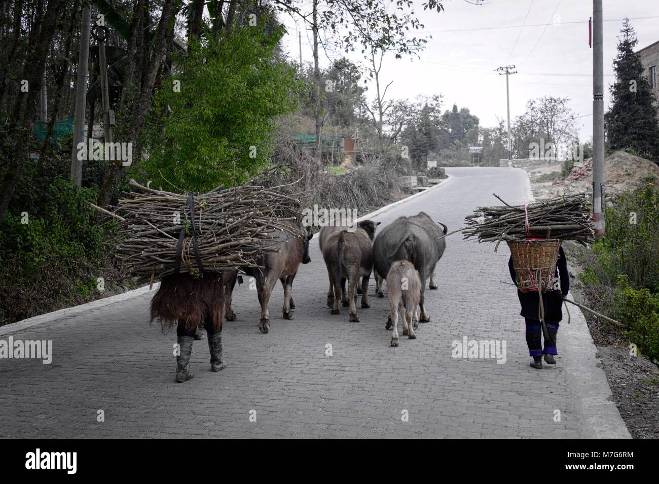 Two elderly people carry the branches on their backs with cows, buffalo ...