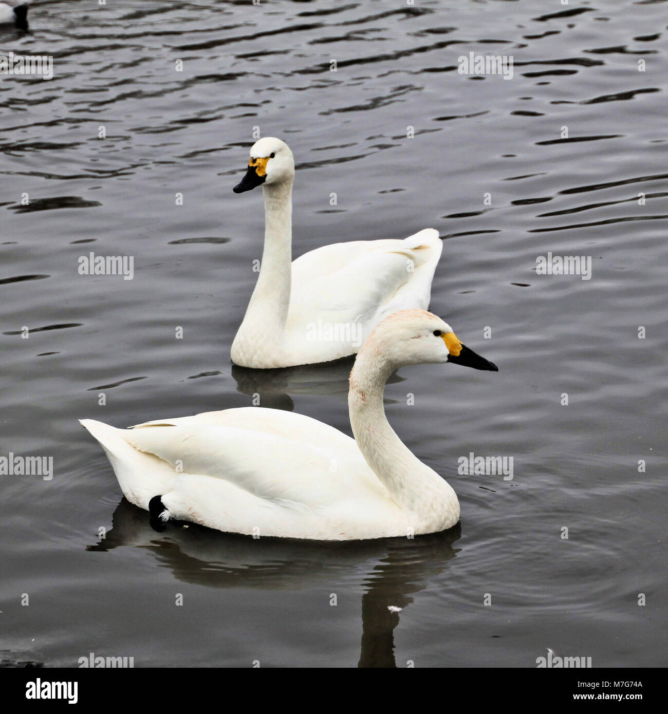 " Bewick Swans at WWT Slimbridge Stock Photo - Alamy