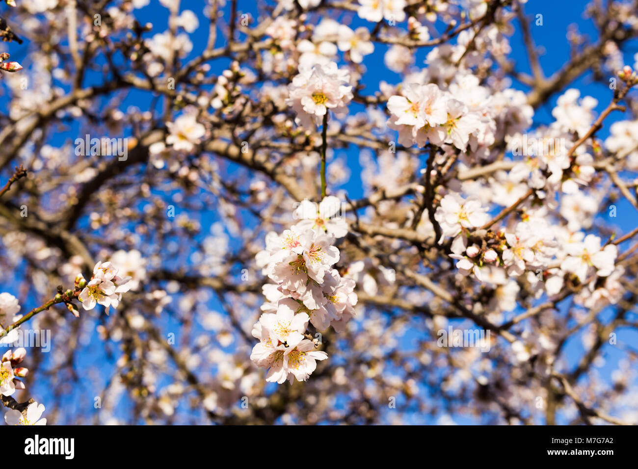 beautiful almond flowers. Almond flower trees at spring Stock Photo - Alamy