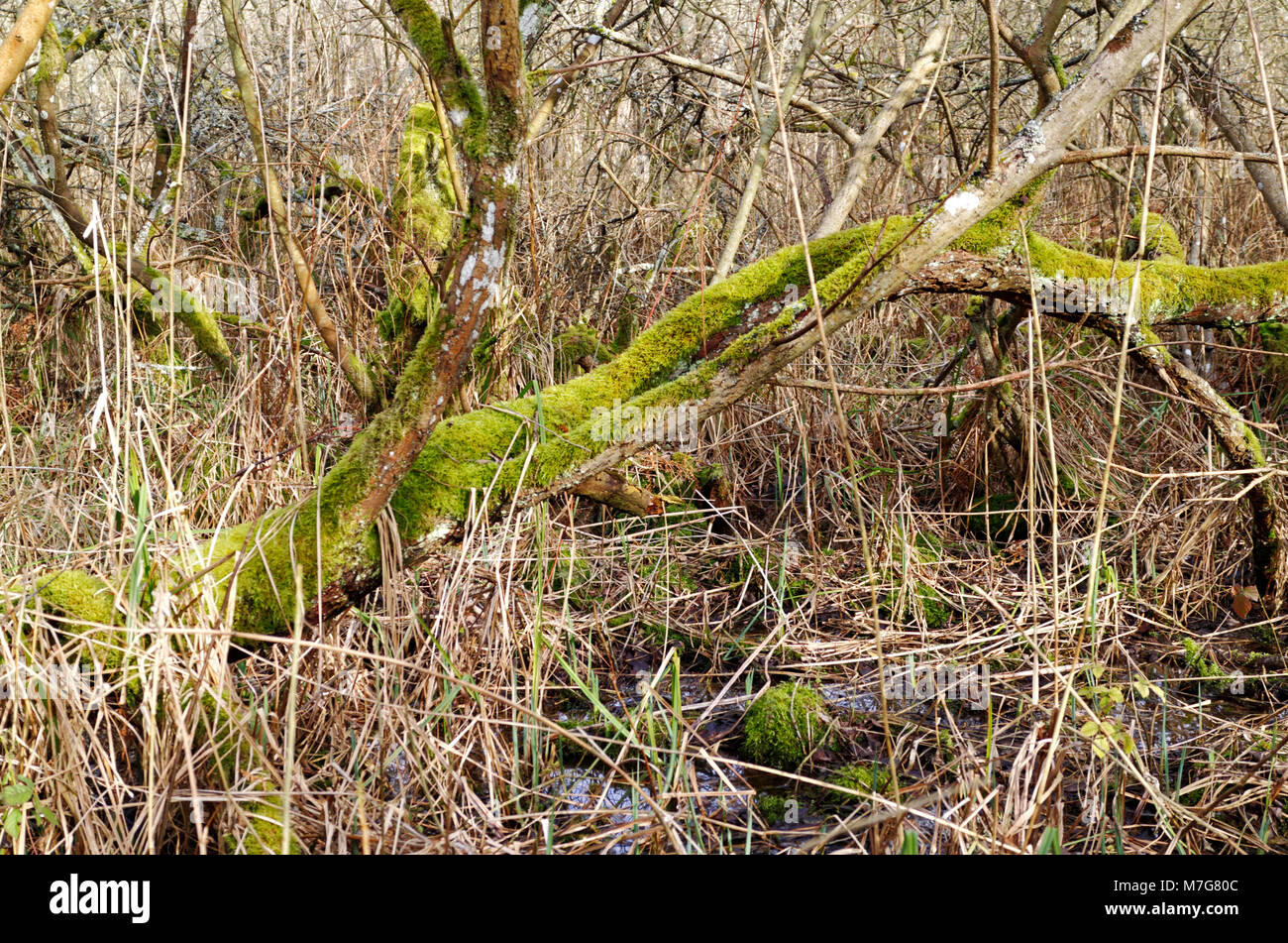 A view of the tangle of undergrowth of alder carr at the Ranworth Broad ...