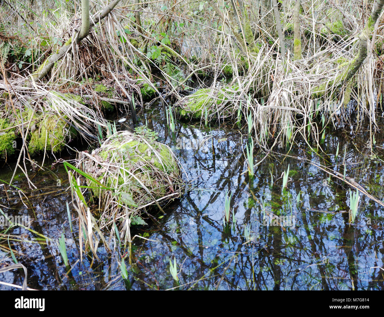 Fen carr hi-res stock photography and images - Alamy