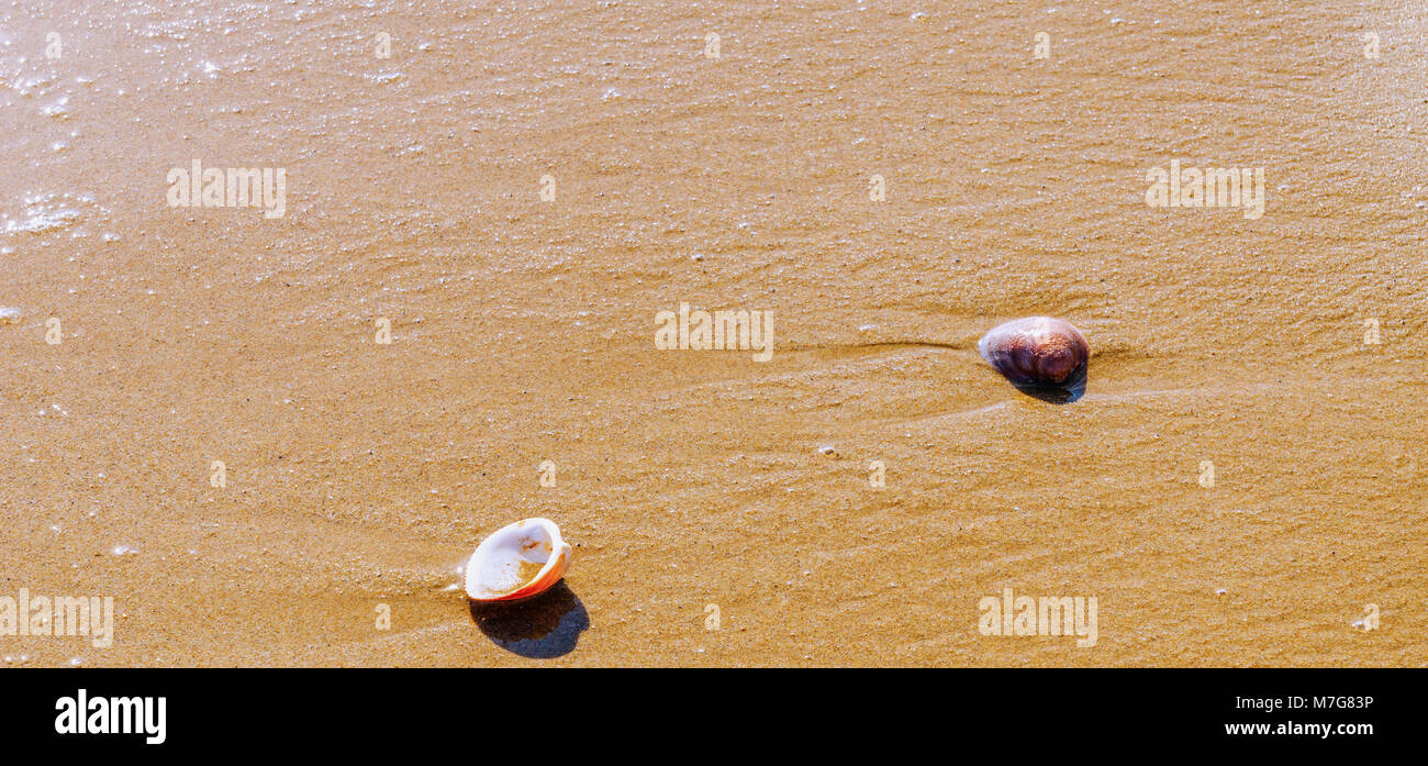 natural sea shell lying on the sandy beach, washed by water, sunny day ...