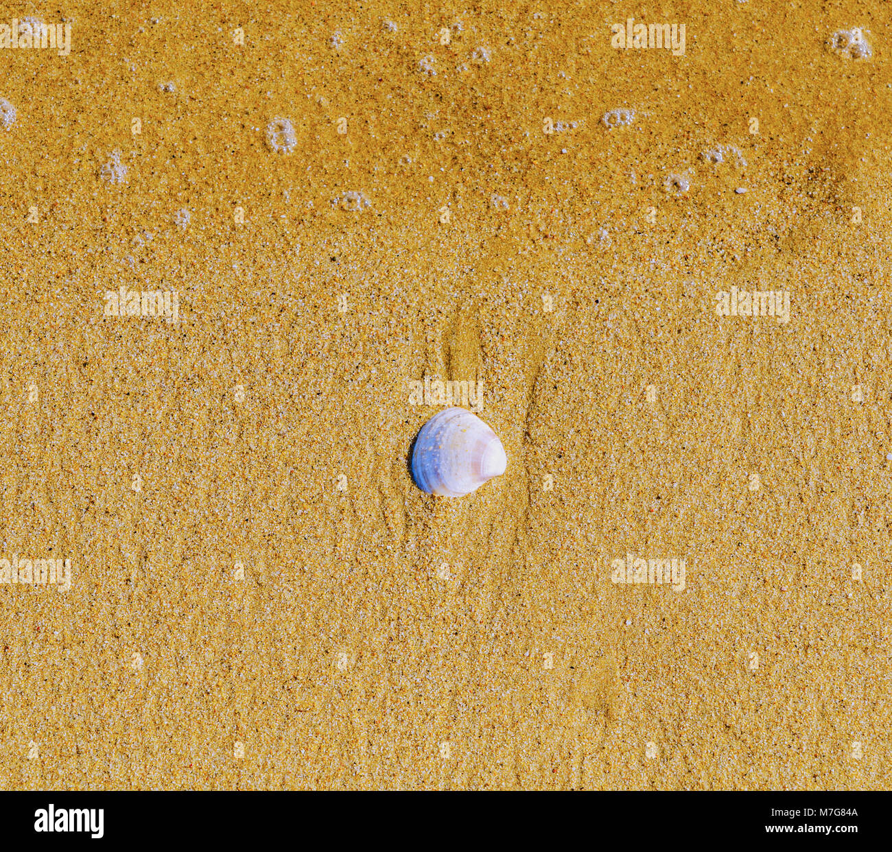 natural sea shell lying on the sandy beach, washed by water, sunny day ...